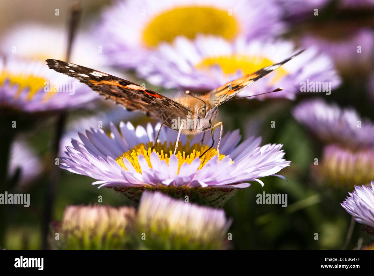 Painted Lady butterfly. Vanessa cardui Stock Photo - Alamy