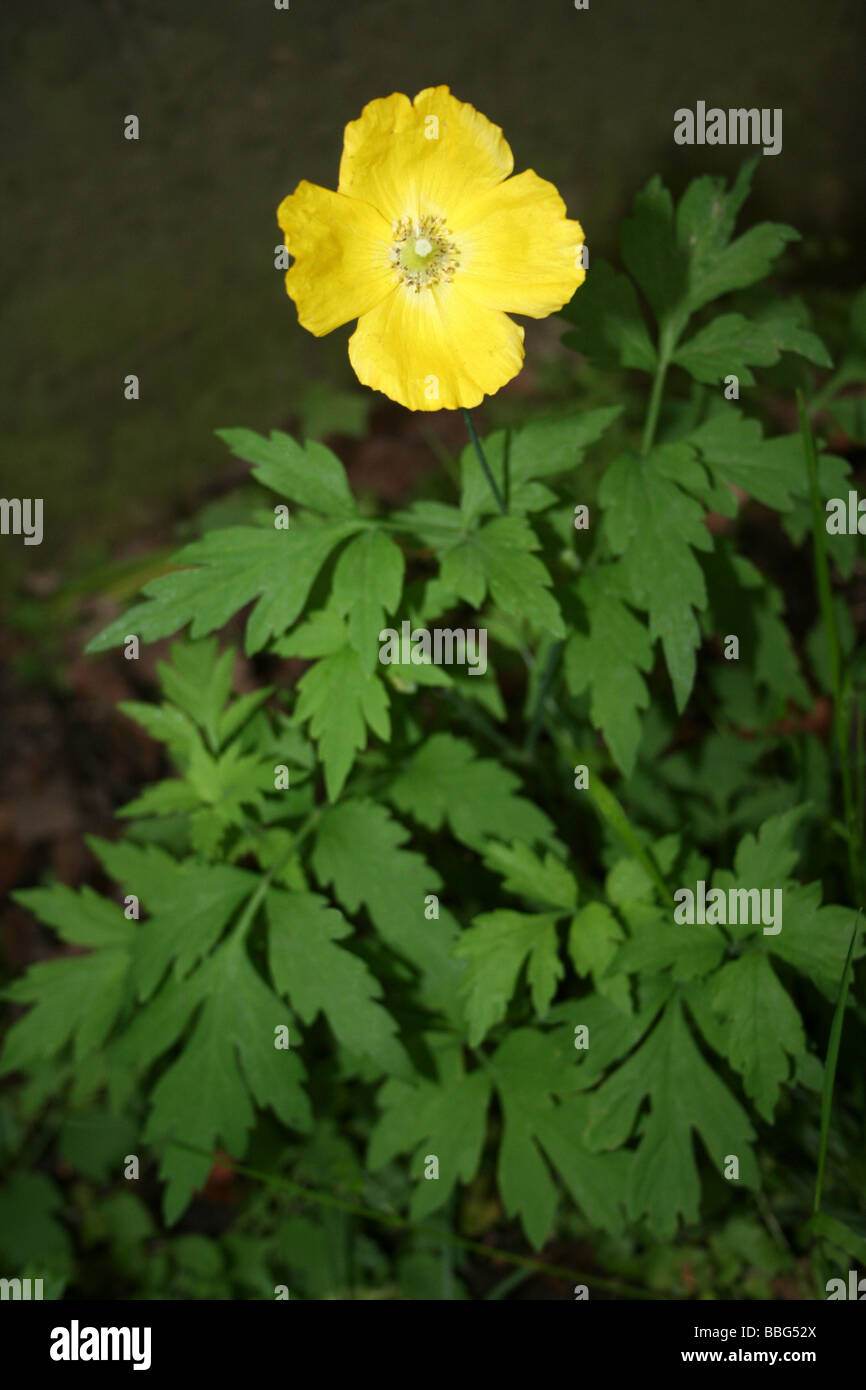 Welsh poppy hi-res stock photography and images - Alamy