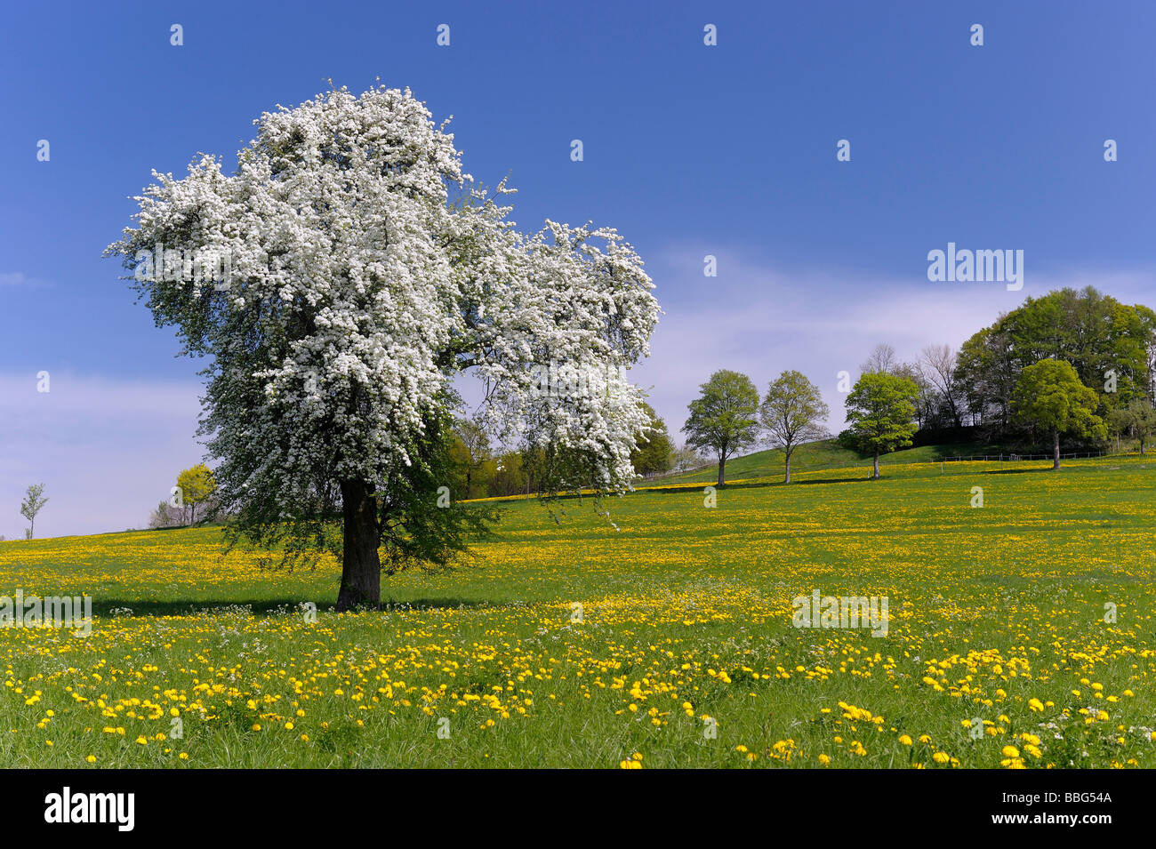Old pear tree in dandelion meadow, Rettenbach, Unterallgaeu, Bavaria ...