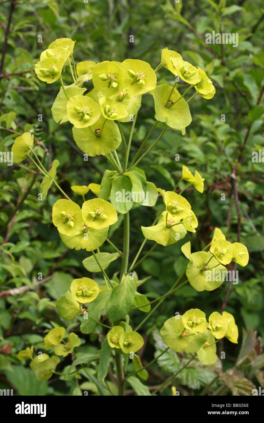 Flowering plant spurge family hi-res stock photography and images - Alamy