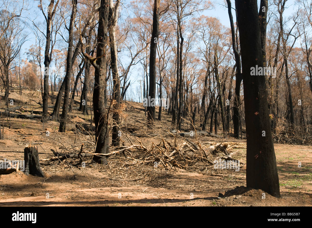 Devastation and fallen trees after a bushfire Stock Photo - Alamy