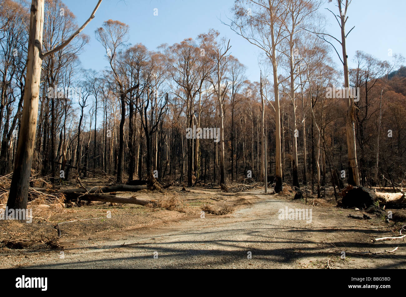 Devastation and fallen trees after a bushfire Stock Photo - Alamy