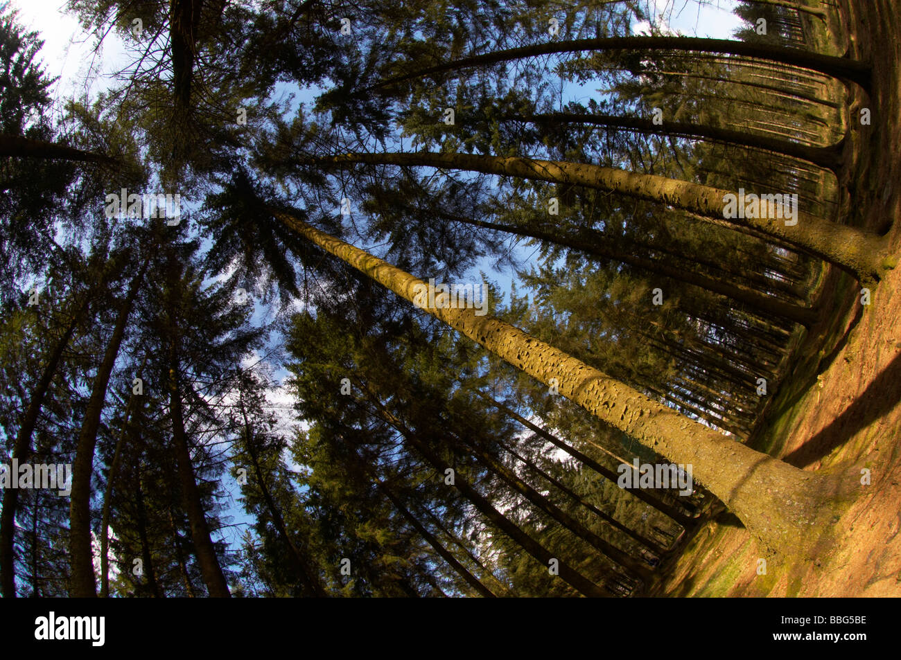 Forest canopy fisheye hi-res stock photography and images - Alamy