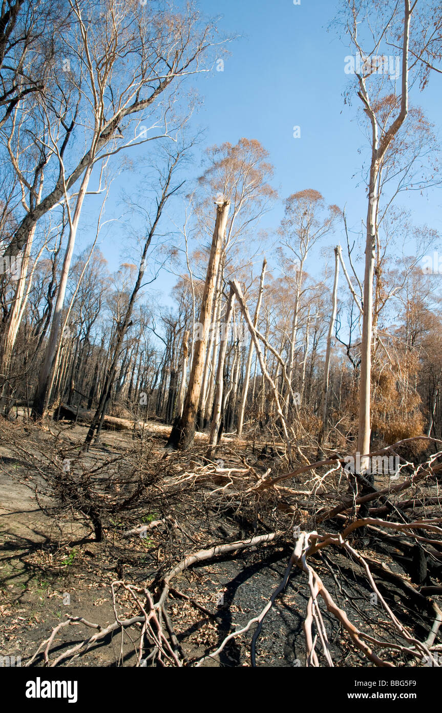 Devastation and fallen trees after a bushfire Stock Photo - Alamy