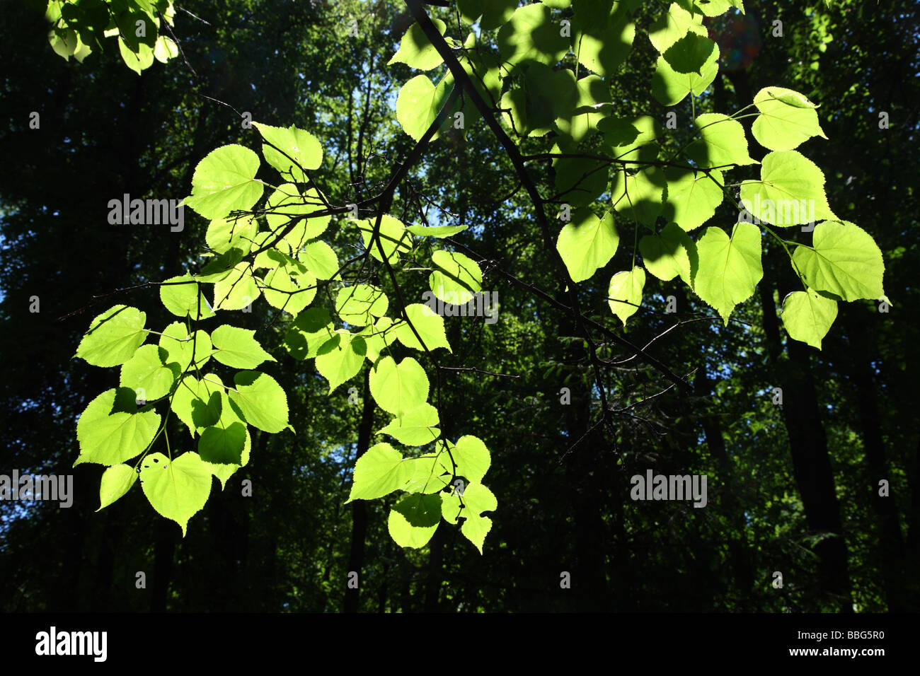Lime green spring foliage hi-res stock photography and images - Alamy