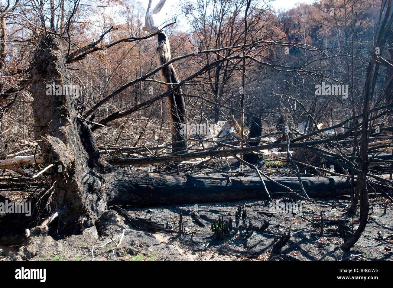 Devastation and fallen trees after a bushfire Stock Photo - Alamy