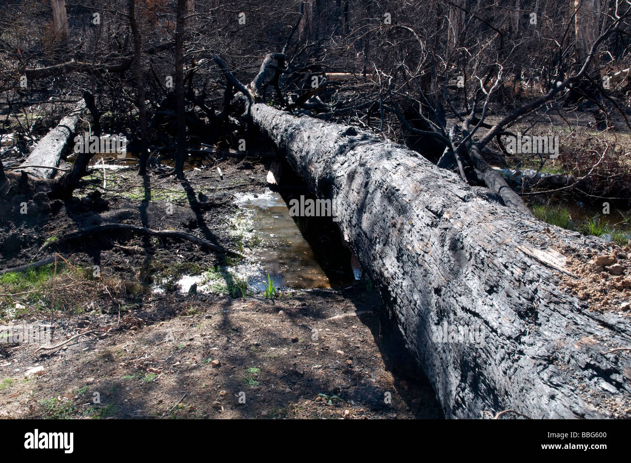 Devastation and fallen trees after a bushfire Stock Photo - Alamy