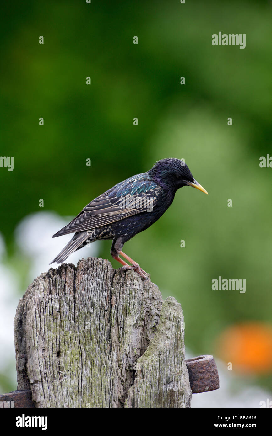 Starling Sturnus vulgaris Stock Photo - Alamy