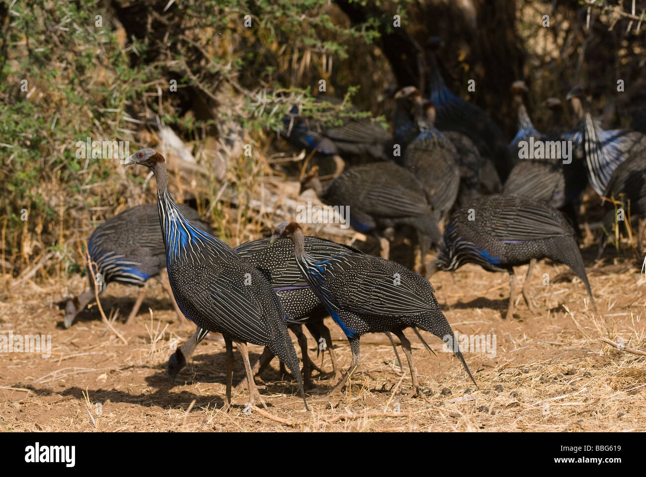 Vulturine hi-res stock photography and images - Alamy