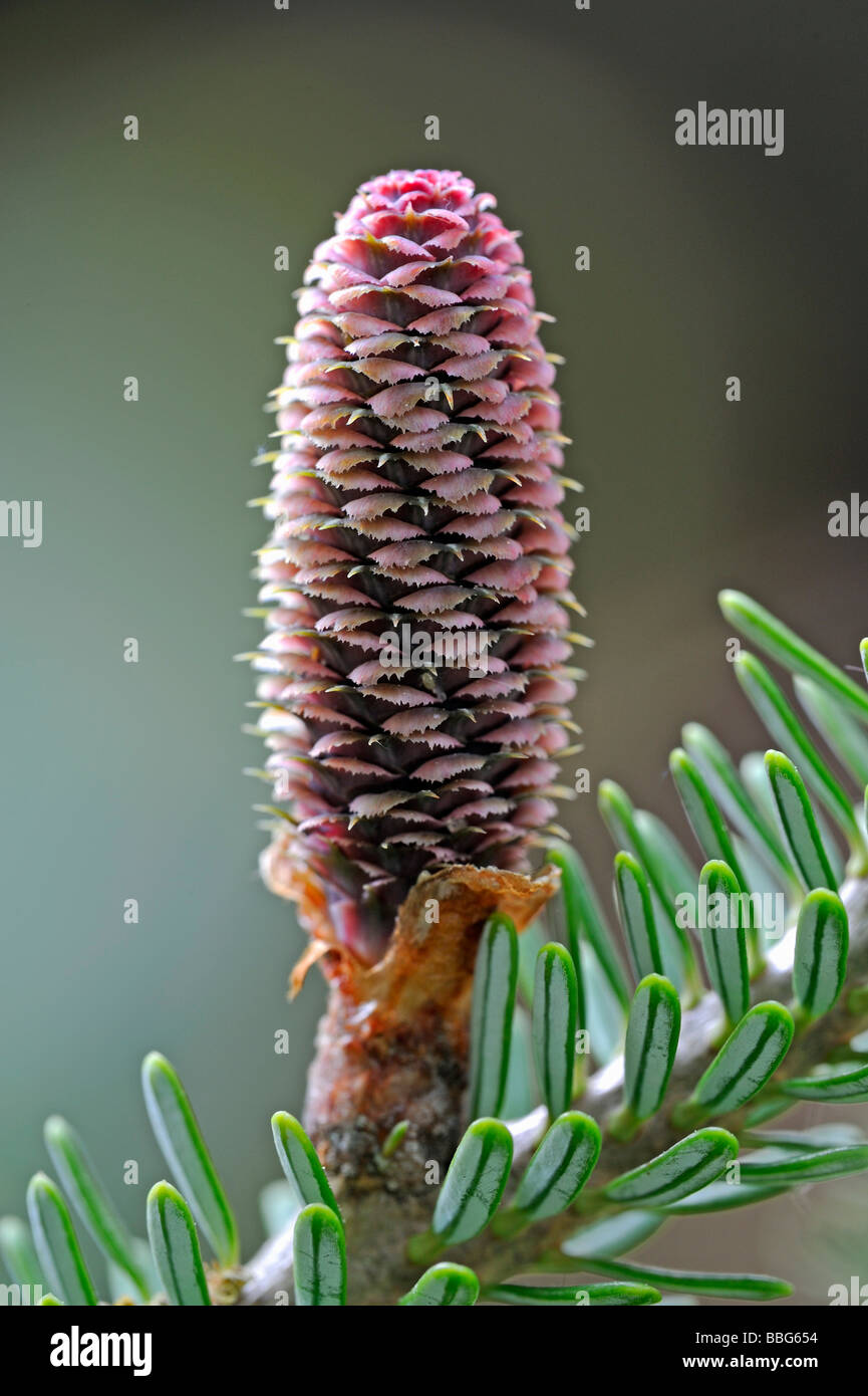 Upright cone of a Korean fir (Abies Koreana Stock Photo - Alamy