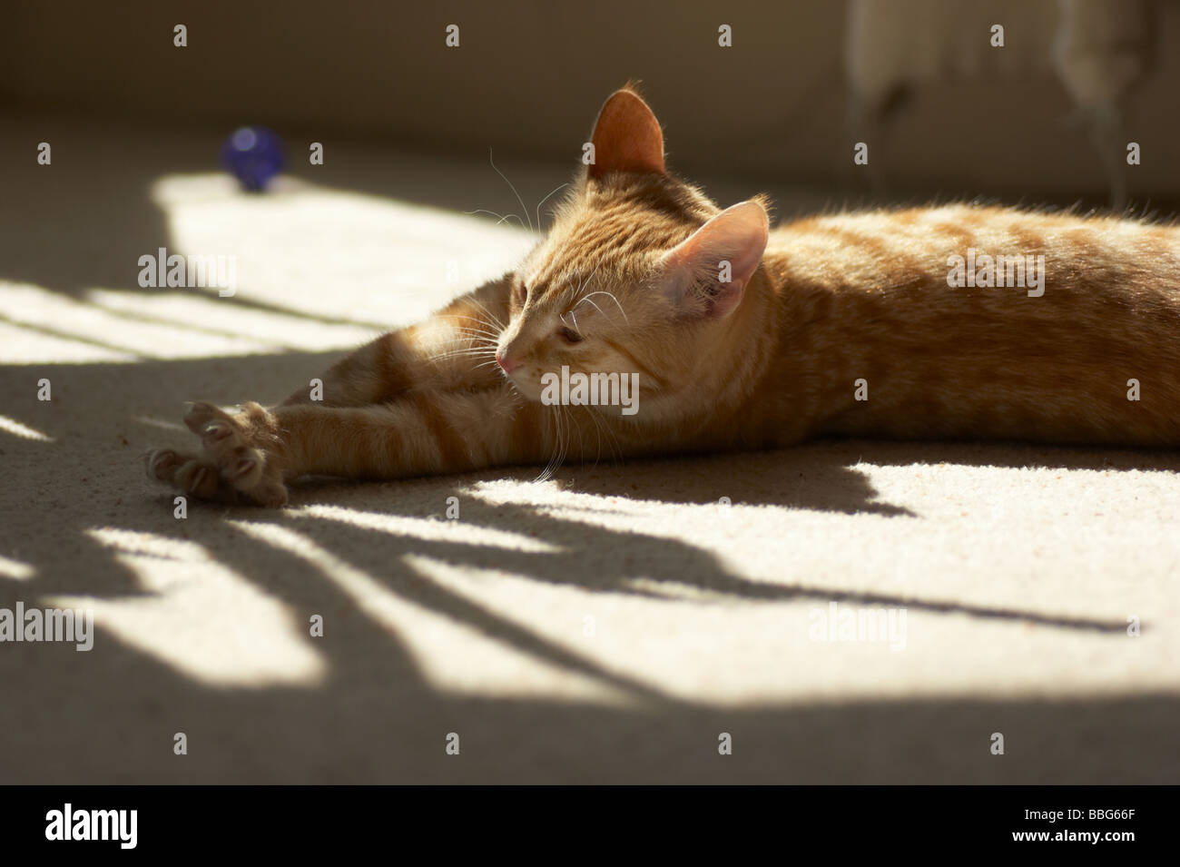 Sunbathing Cat High Resolution Stock Photography and Images - Alamy