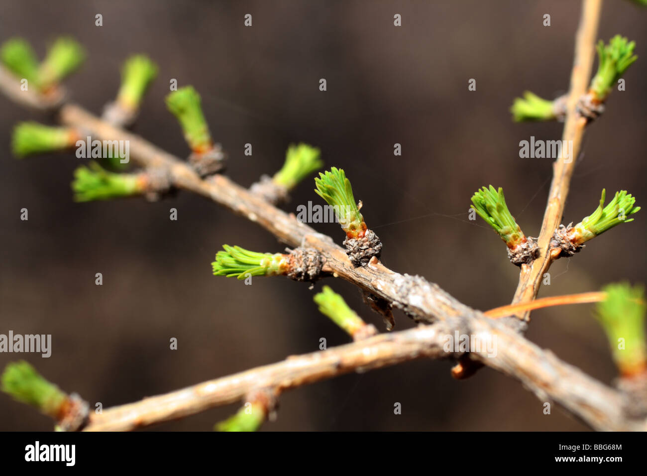 branch of larch with blooming buds in spring Stock Photo - Alamy