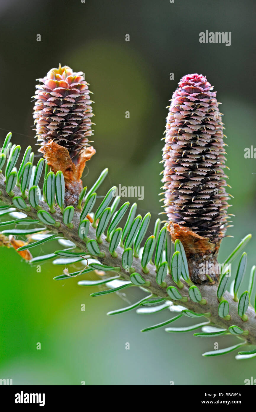 Upright cones of a Korean fir (Abies Koreana Stock Photo - Alamy