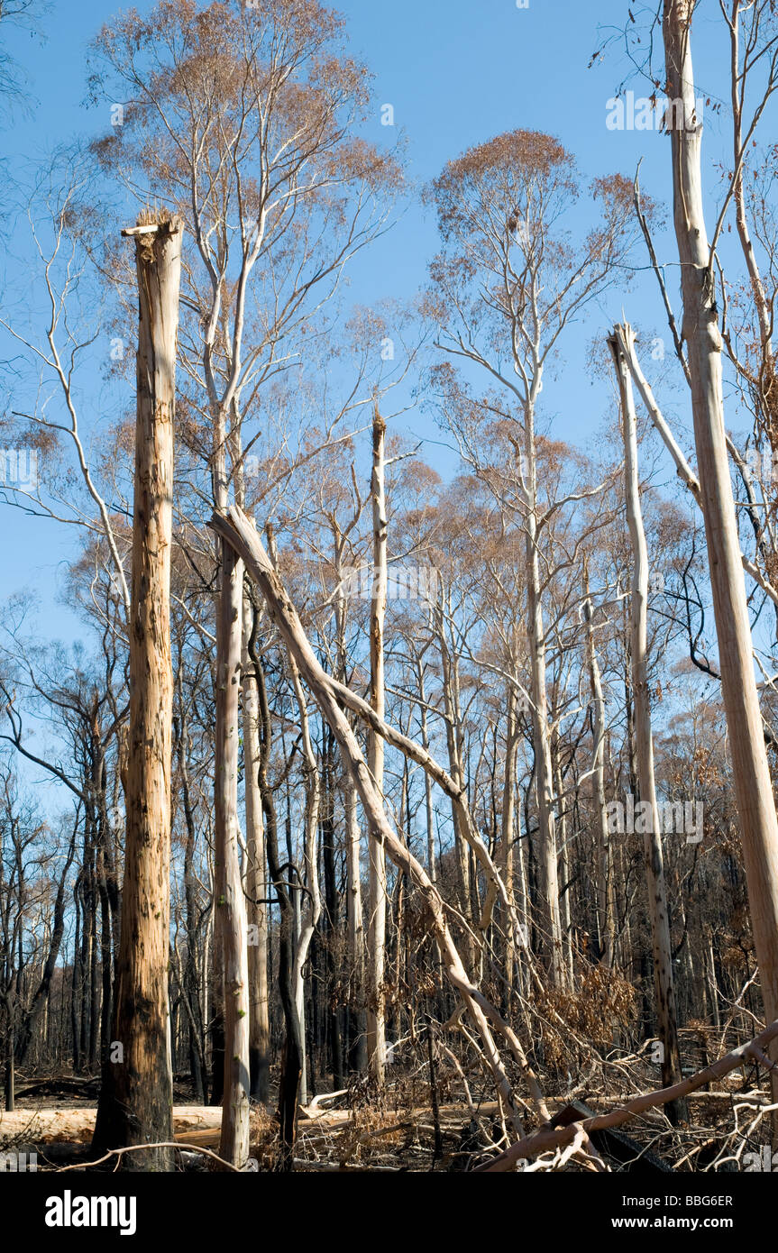 Devastation and fallen trees after a bushfire Stock Photo - Alamy