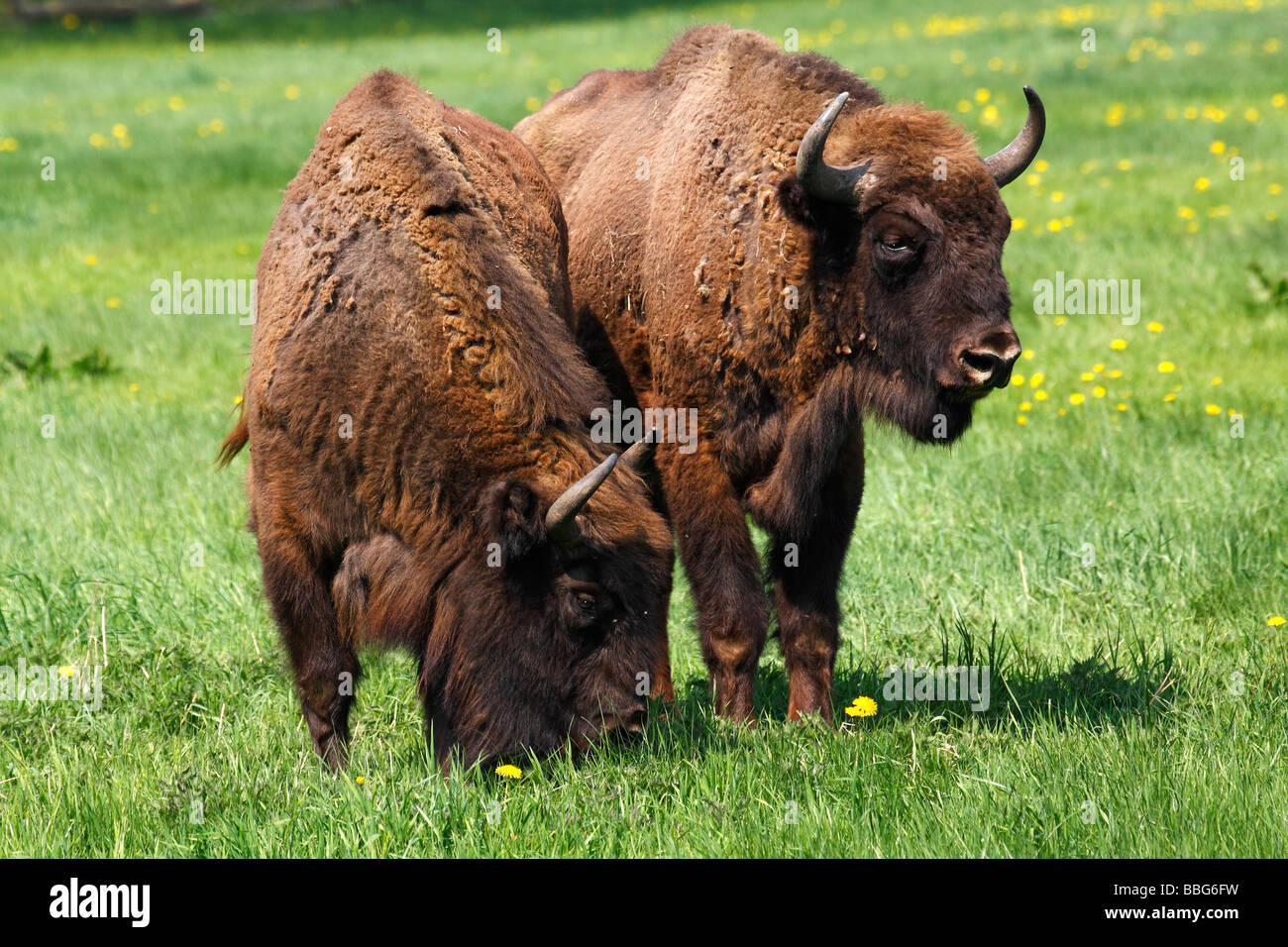 European Bisons, Wisent (Bison bonasus Stock Photo - Alamy