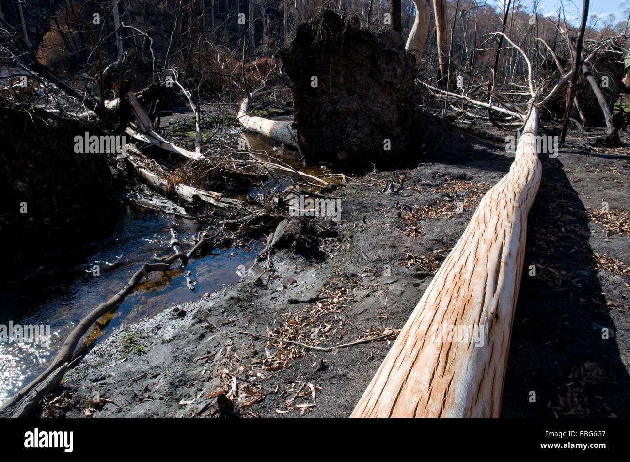 Devastation and fallen trees after a bushfire Stock Photo - Alamy