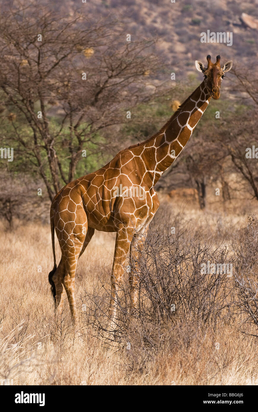 Giraffe Giraffa camelopardalis reticulata SAMBURU NATIONAL RESERVE ...