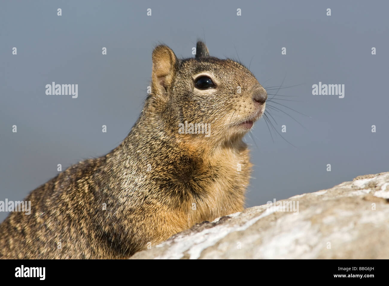 Cute squirrel face hi-res stock photography and images - Alamy