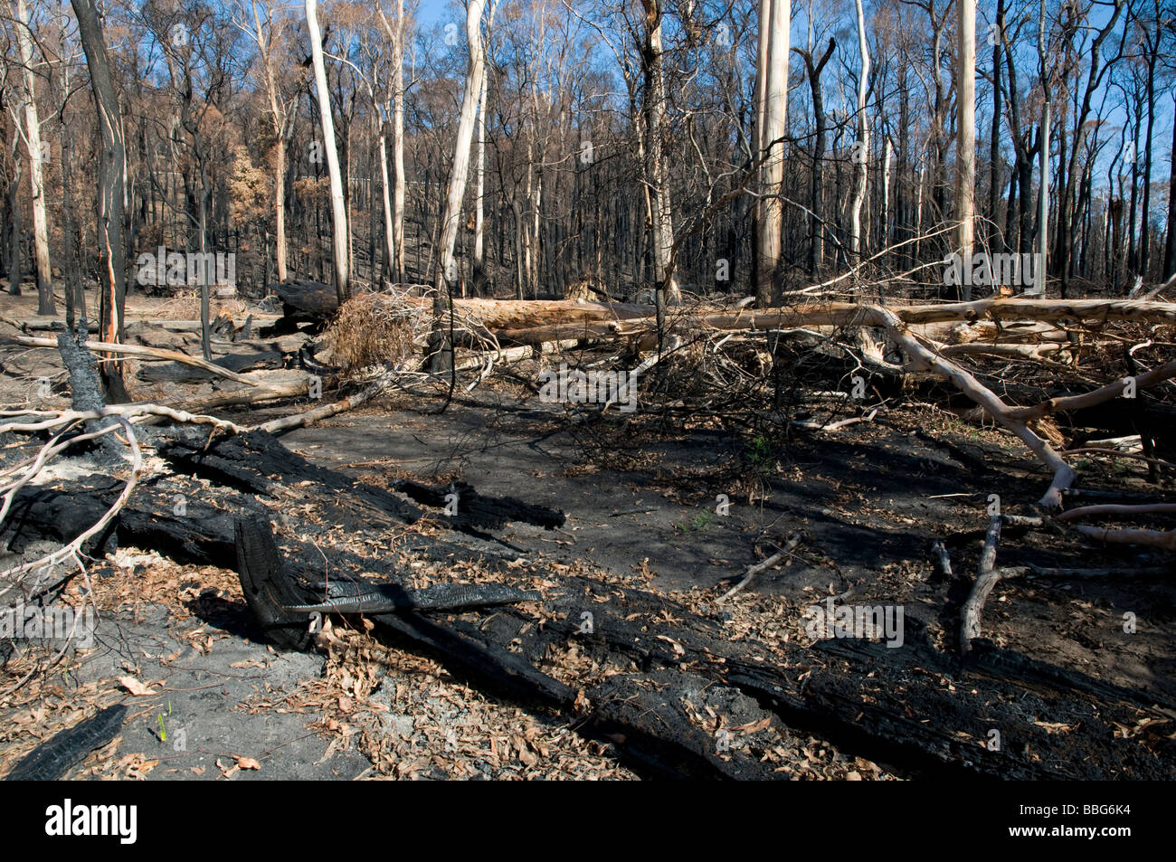 Devastation and fallen trees after a bushfire Stock Photo - Alamy