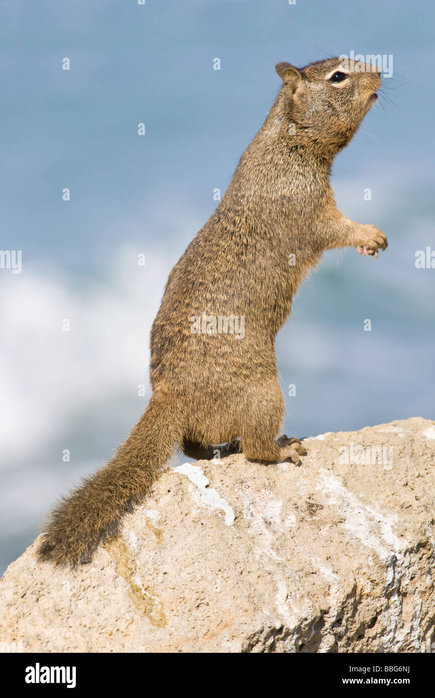 Begging Squirrel High Resolution Stock Photography and Images - Alamy