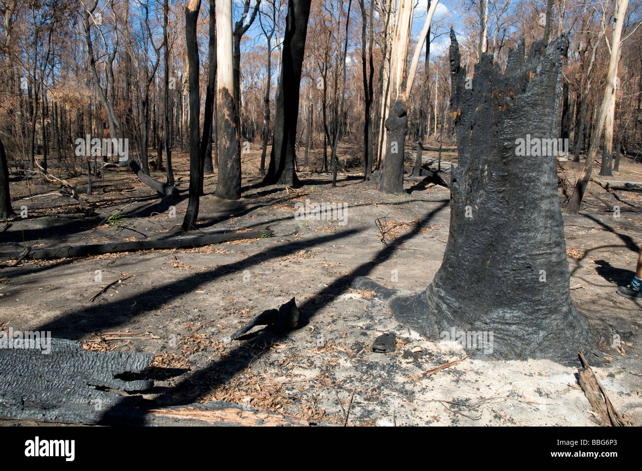 Devastation and fallen trees after a bushfire Stock Photo - Alamy