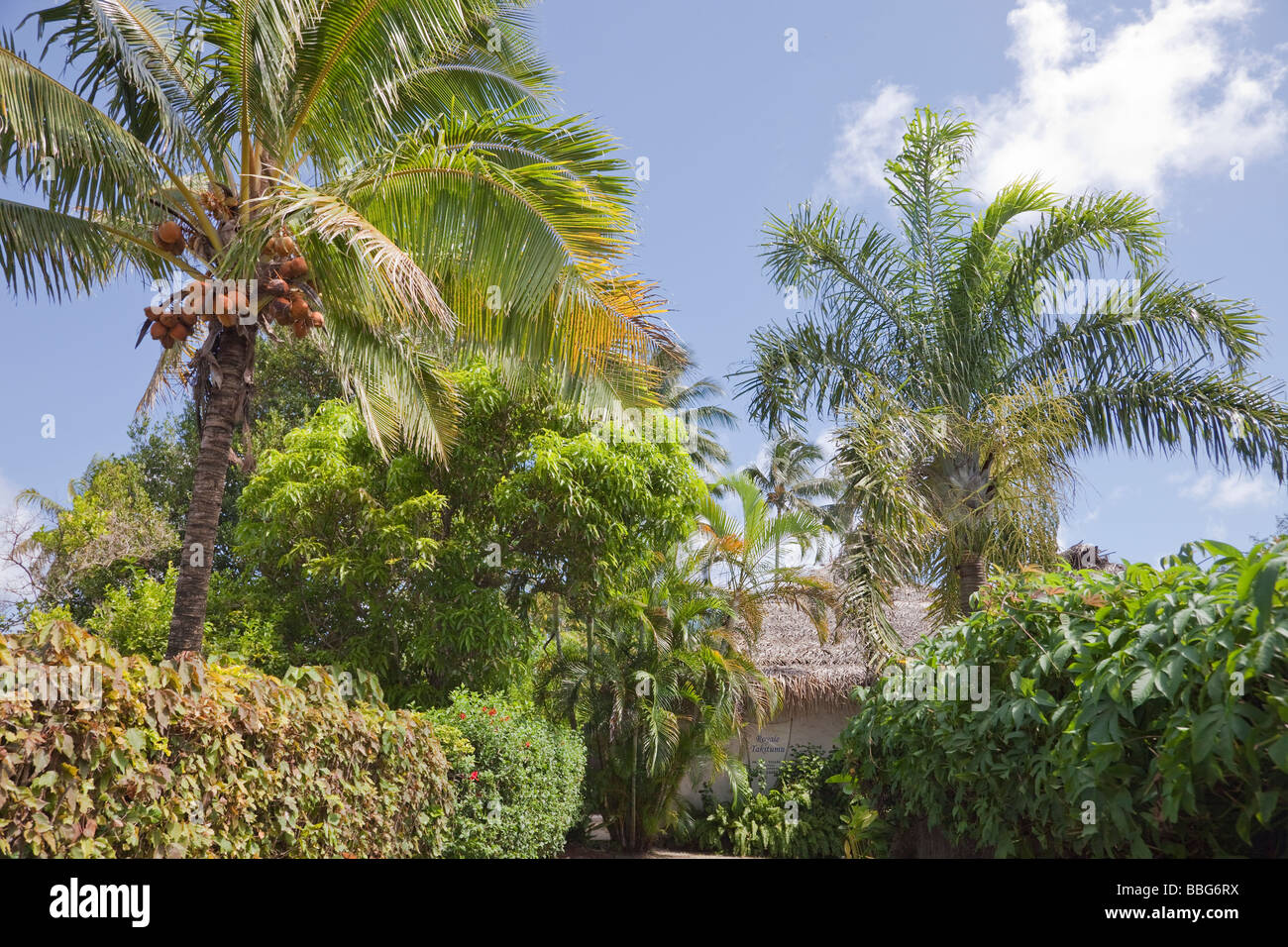 Coco Palms and palm thatched Hut - Rarotonga, Cook Islands, Polynesia ...