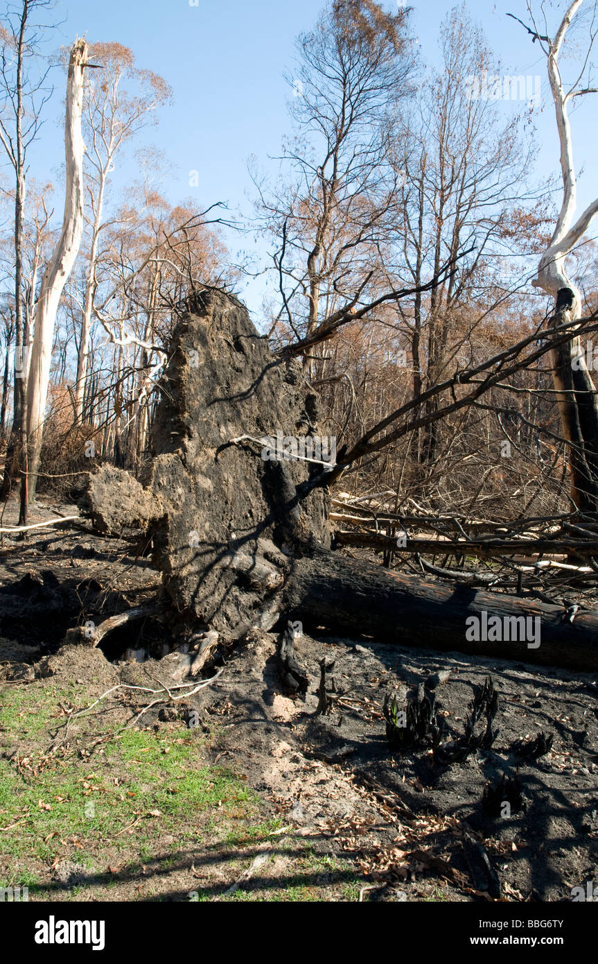 Black saturday bushfire hi-res stock photography and images - Alamy