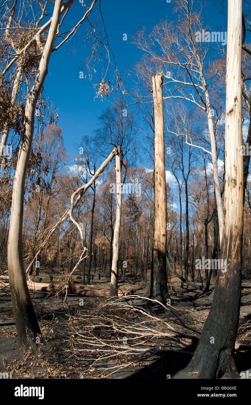 Devastation and fallen trees after a bushfire Stock Photo - Alamy