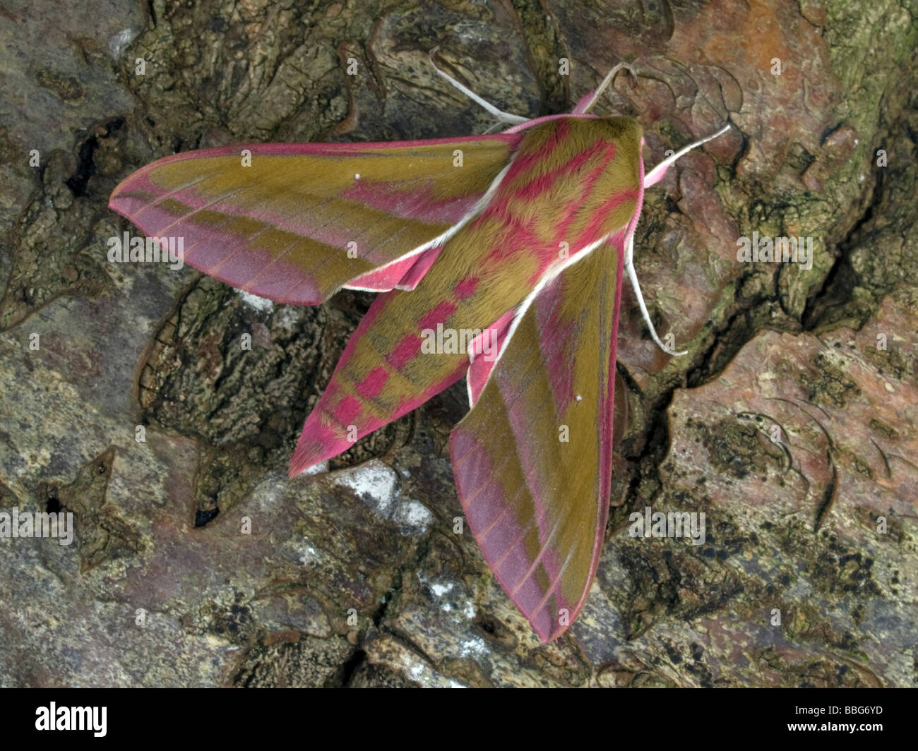Elephant hawk moth uk hi-res stock photography and images - Alamy