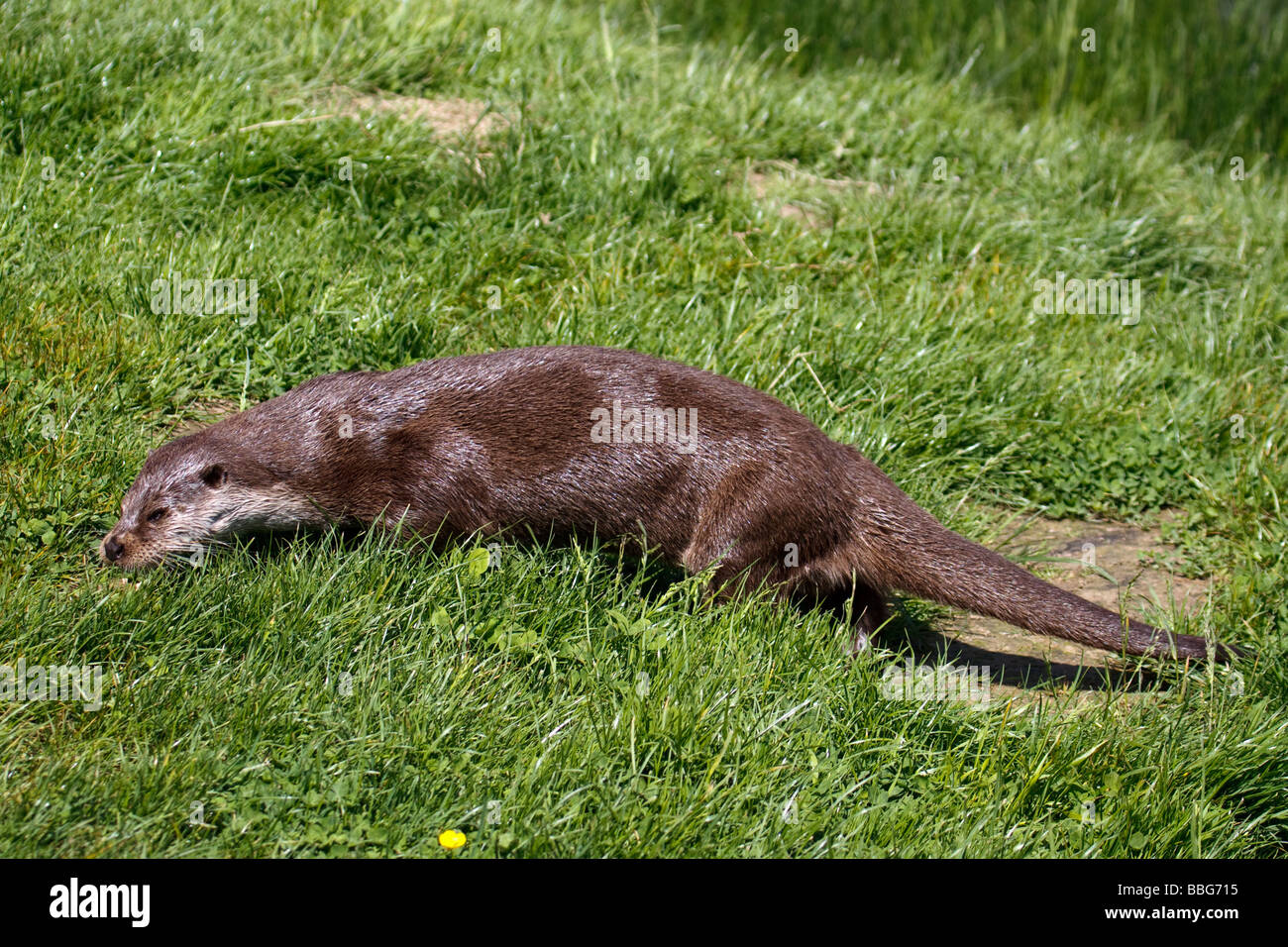 Eurasian Otter (Lutra lutra) in natural habitat Stock Photo - Alamy