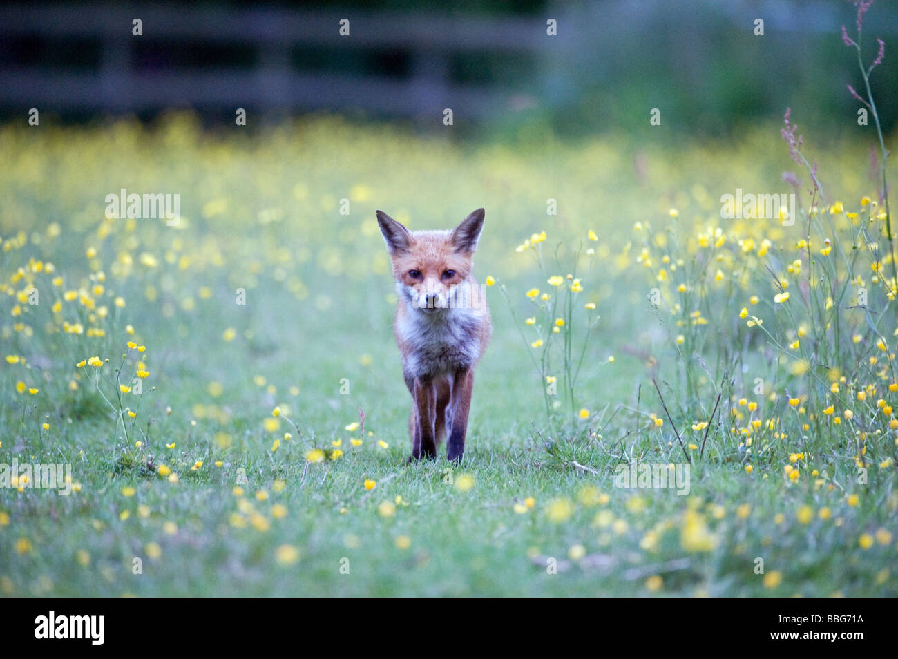 Red fox with buttercups hi-res stock photography and images - Alamy