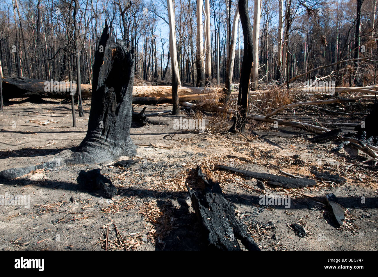 Devastation and fallen trees after a bushfire Stock Photo - Alamy