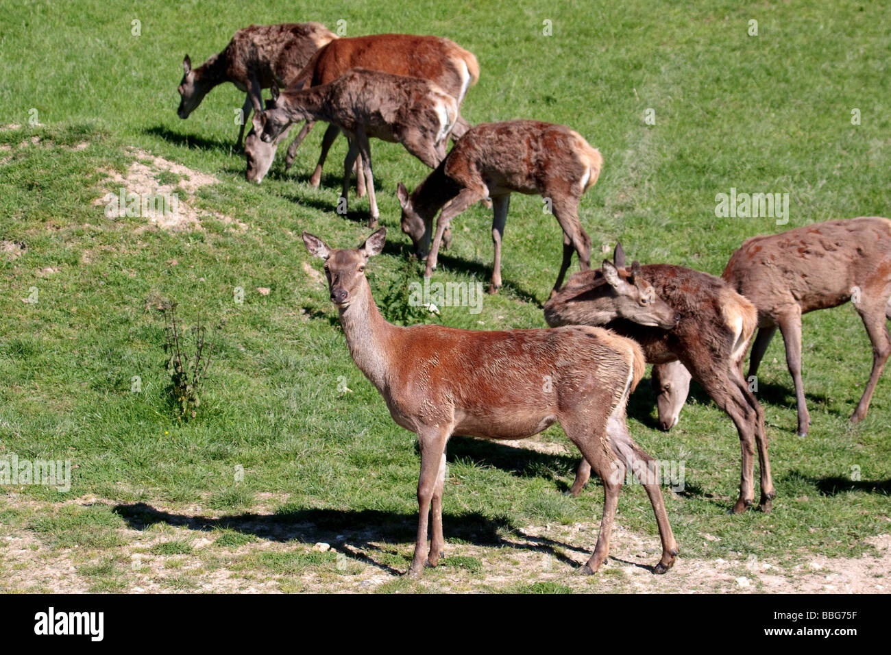 Herd deer feeding green grass hi-res stock photography and images - Alamy