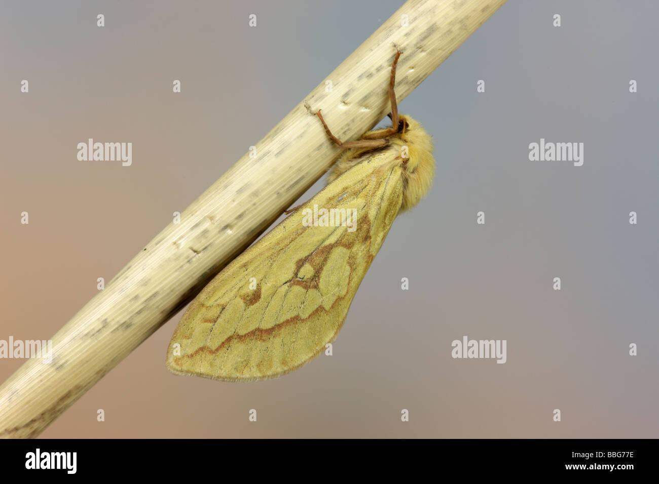Ghost moth hi-res stock photography and images - Alamy