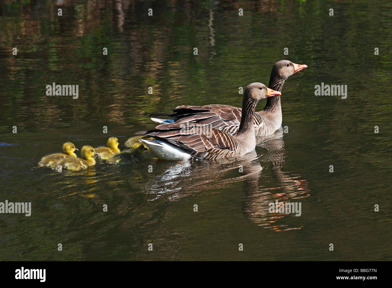Gosseln hi-res stock photography and images - Alamy