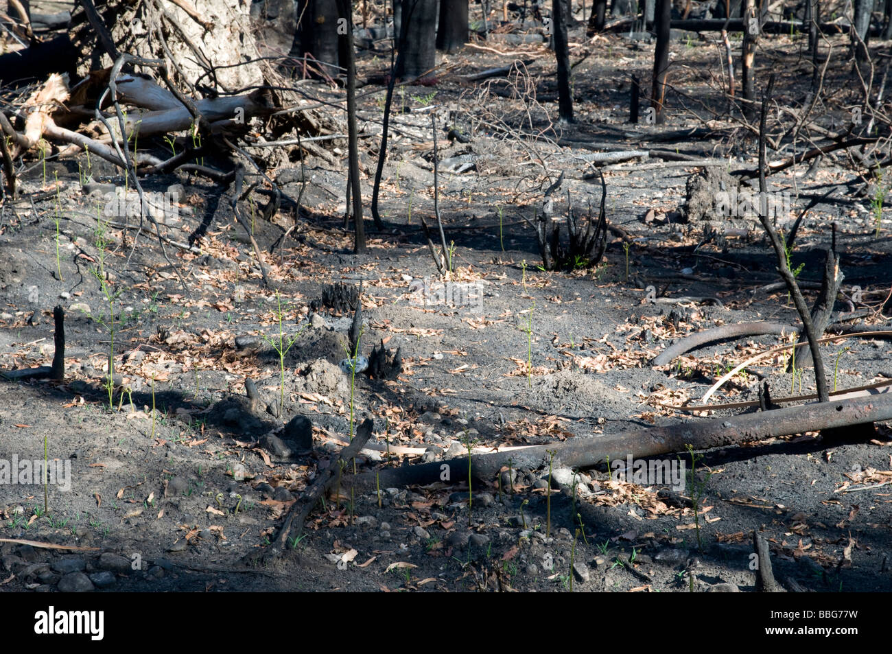 Devastation and fallen trees after a bushfire Stock Photo - Alamy