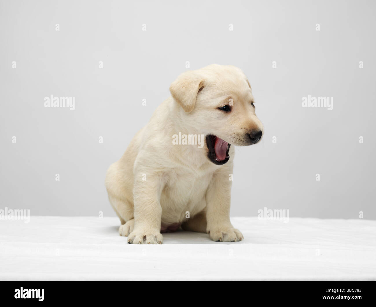 Single Labrador puppy sitting and yawning on a white table, against a ...