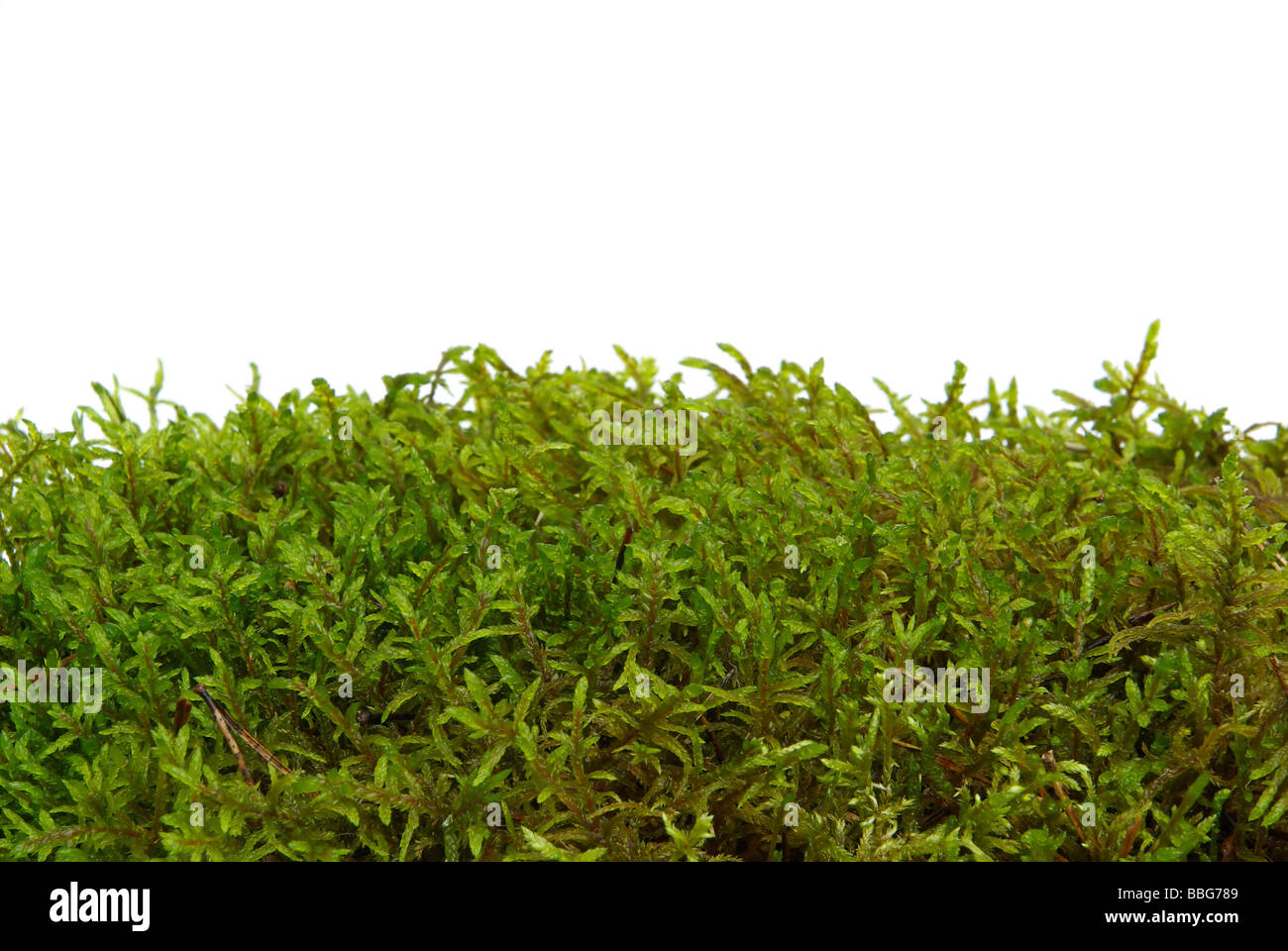 Moos moss 04 Stock Photo - Alamy