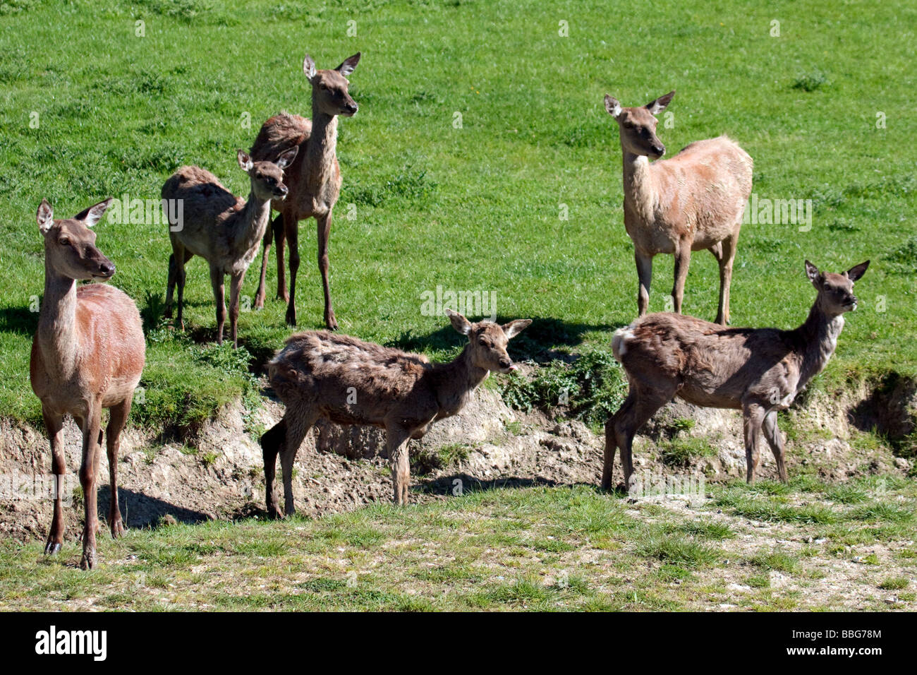 Curious red deer cervus hi-res stock photography and images - Alamy