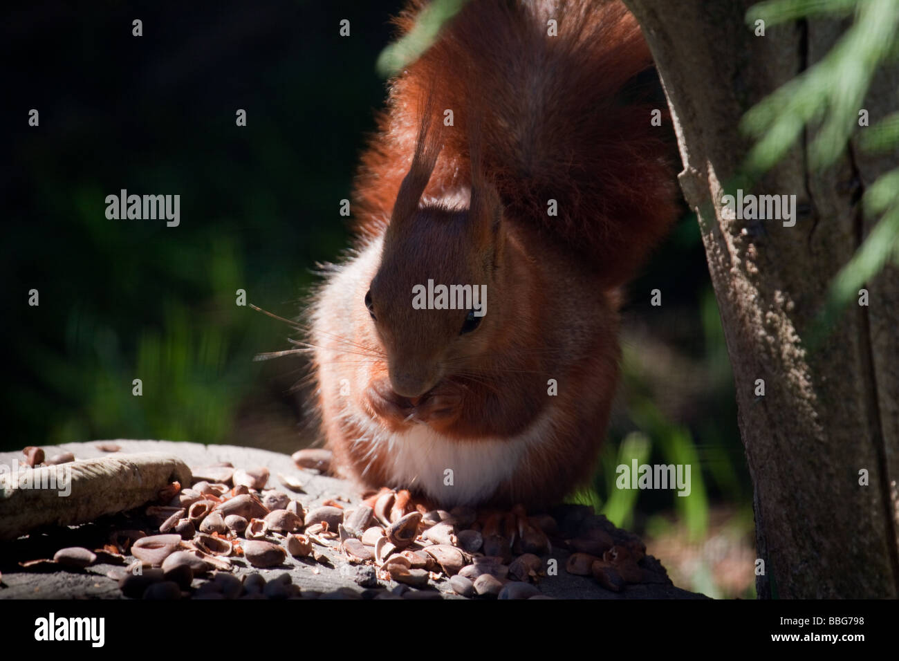 Close up shot squirrel nuts hi-res stock photography and images - Alamy