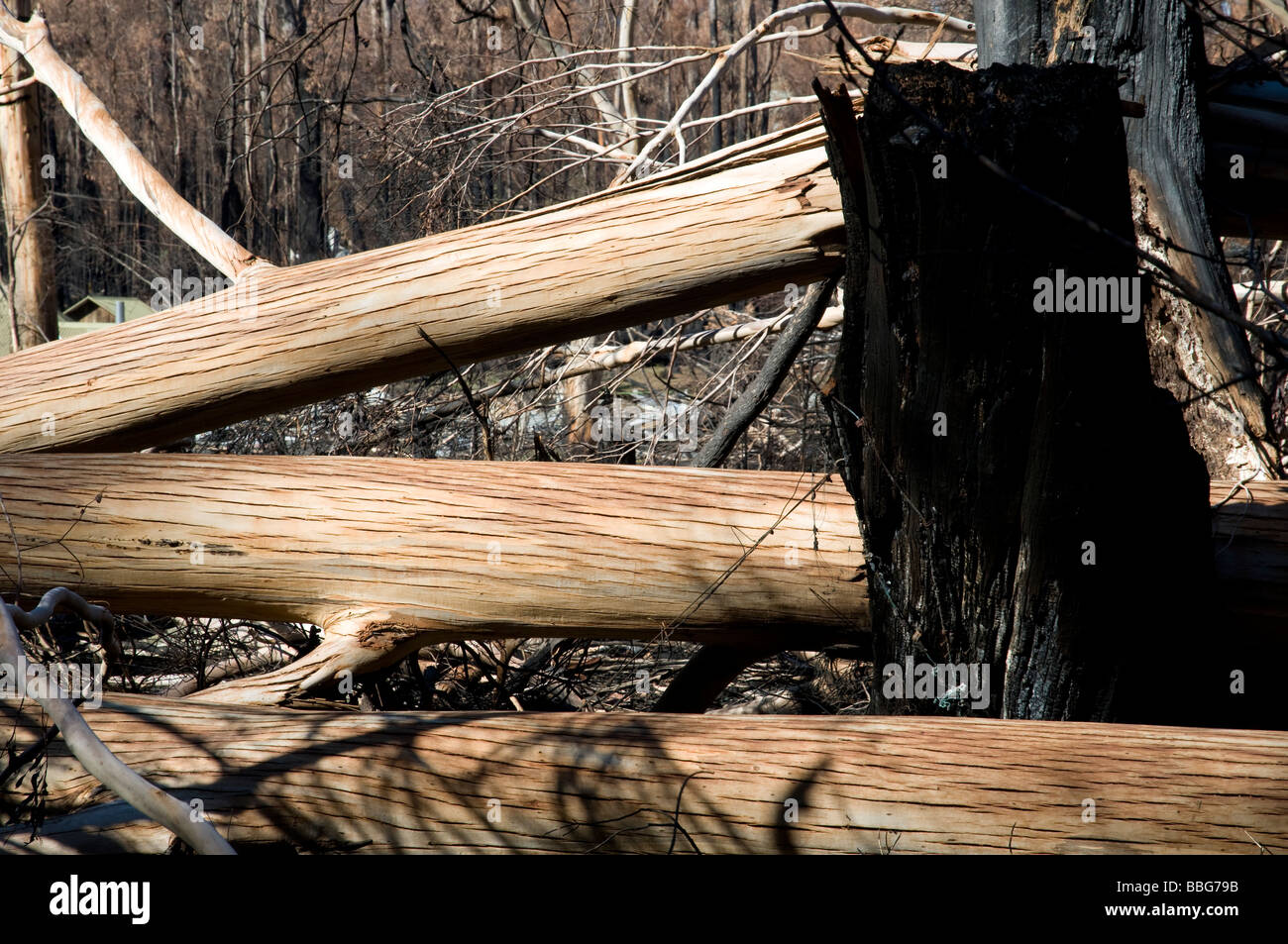 Devastation and fallen trees after a bushfire Stock Photo - Alamy