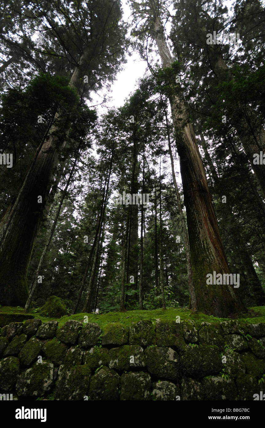 Cryptomeria japonica forest hi-res stock photography and images - Alamy