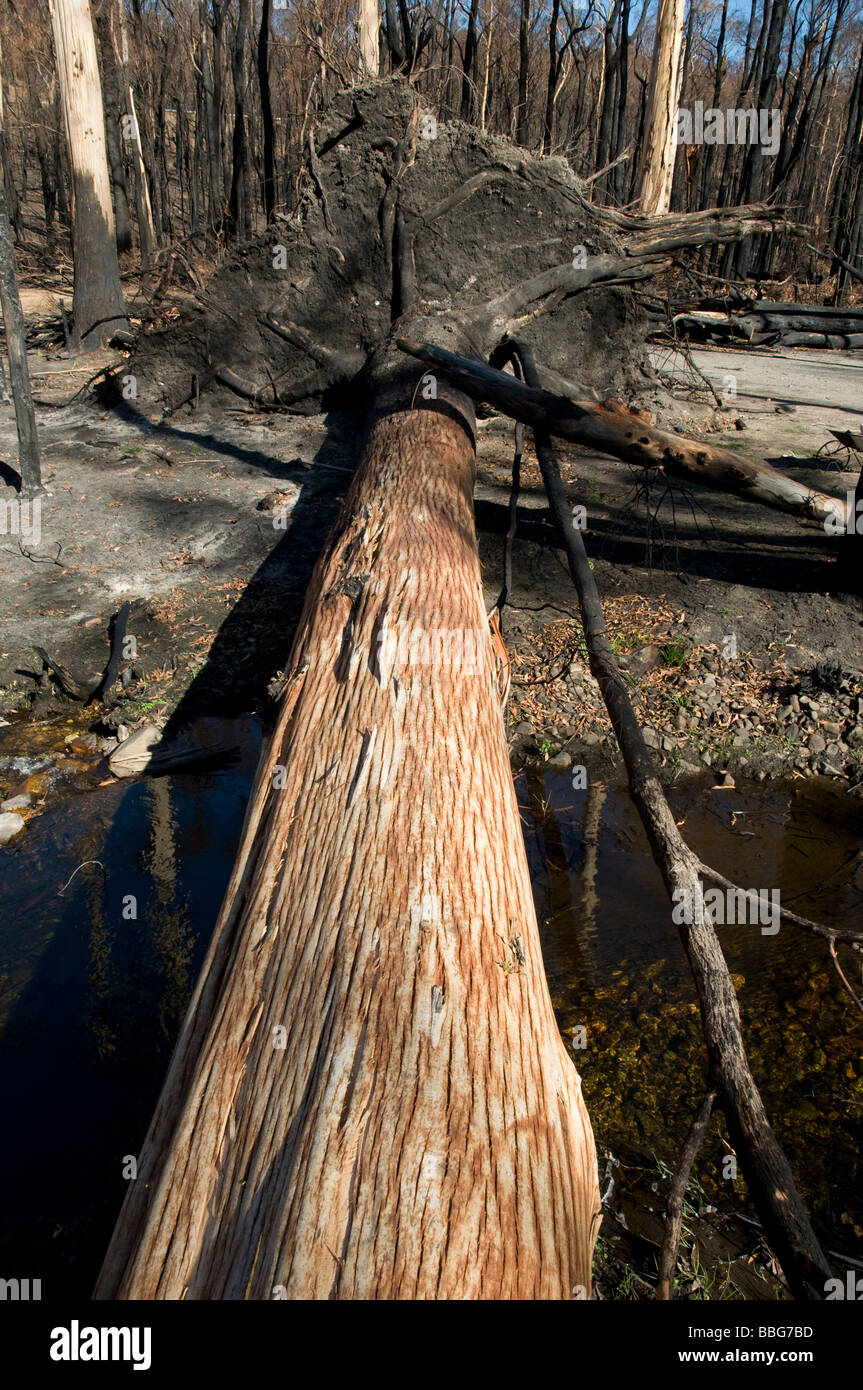 Devastation and fallen trees after a bushfire Stock Photo - Alamy