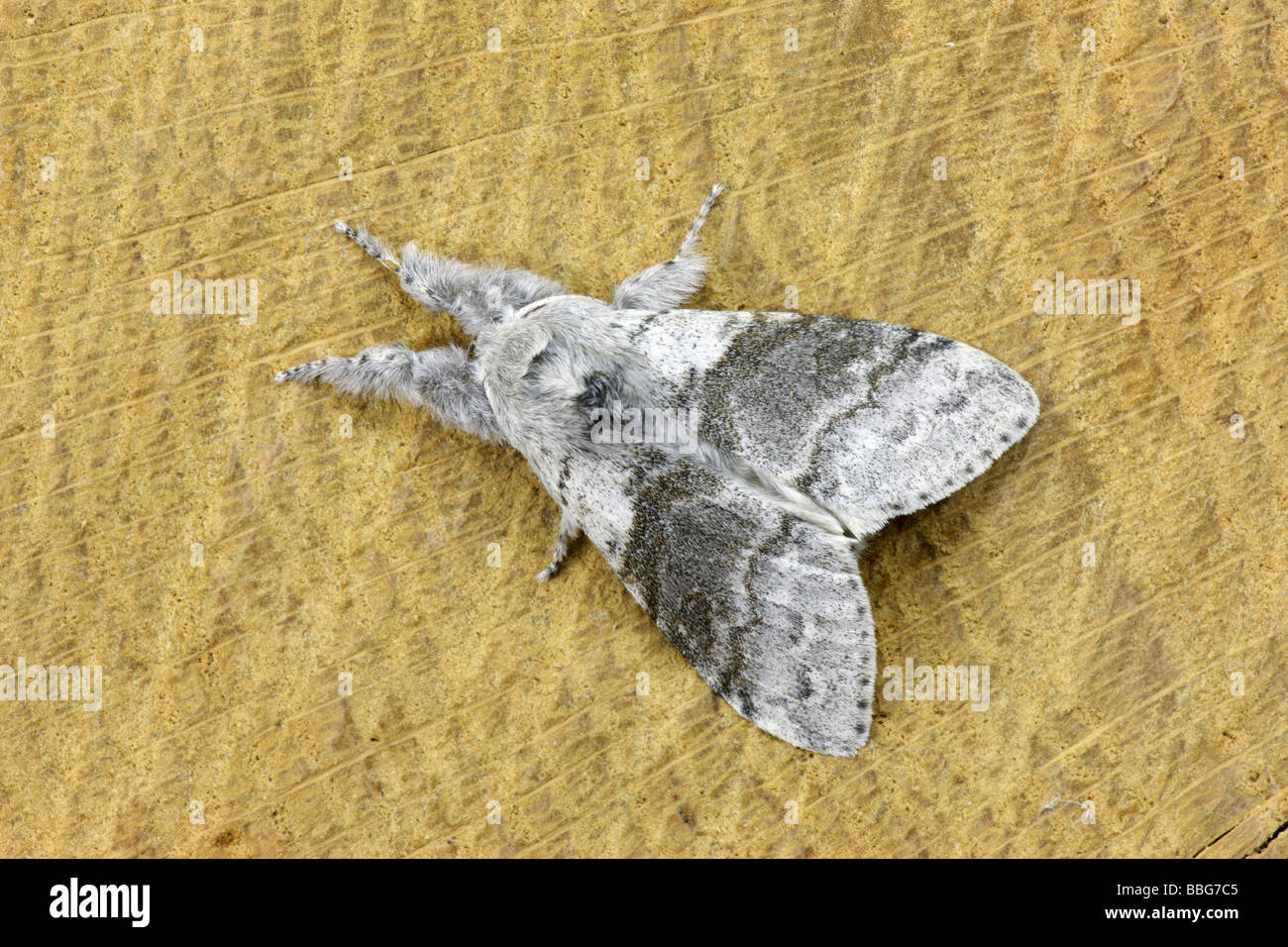 Pale Tussock Calliteara pudibunda Stock Photo - Alamy