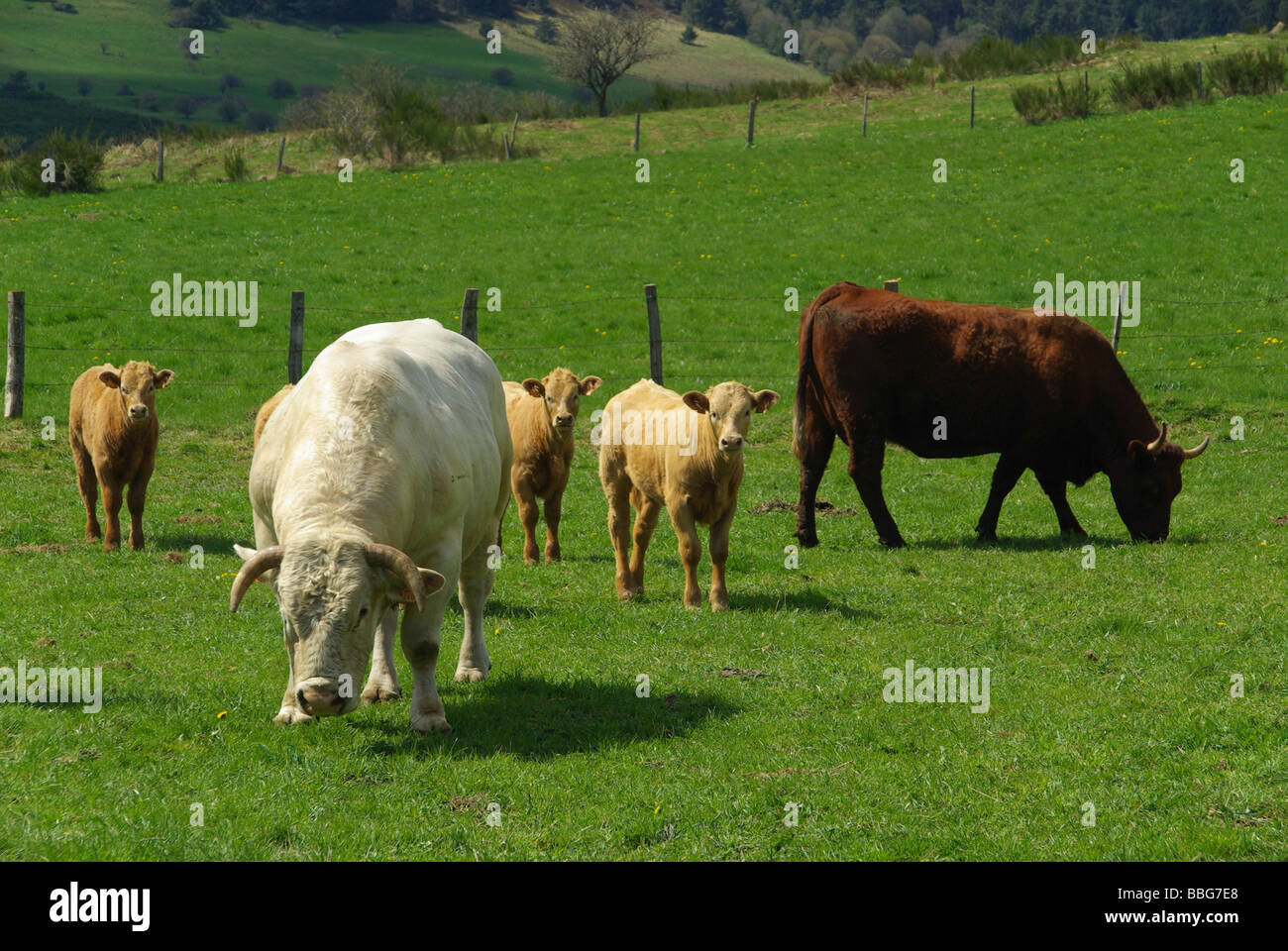 Kuh fressen hi-res stock photography and images - Alamy