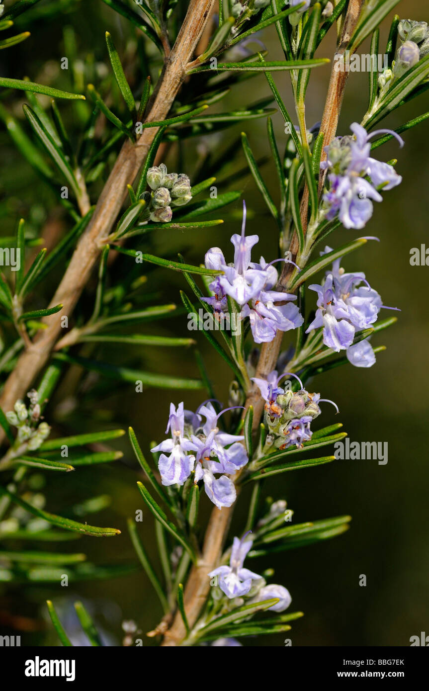 Rosemary hi-res stock photography and images - Alamy