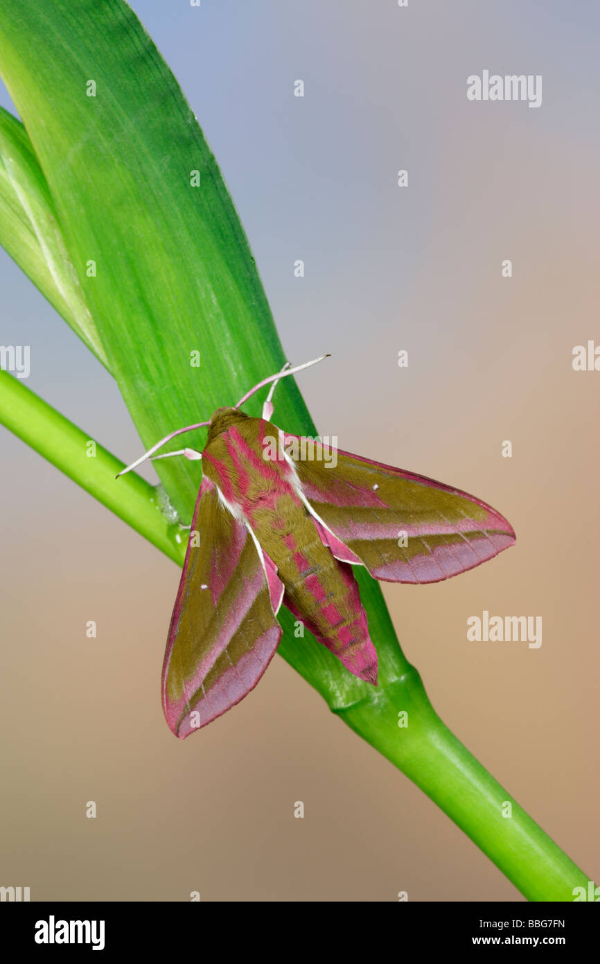 Elephant Hawk-moth Deilephila elpenor Water Iris Stock Photo - Alamy