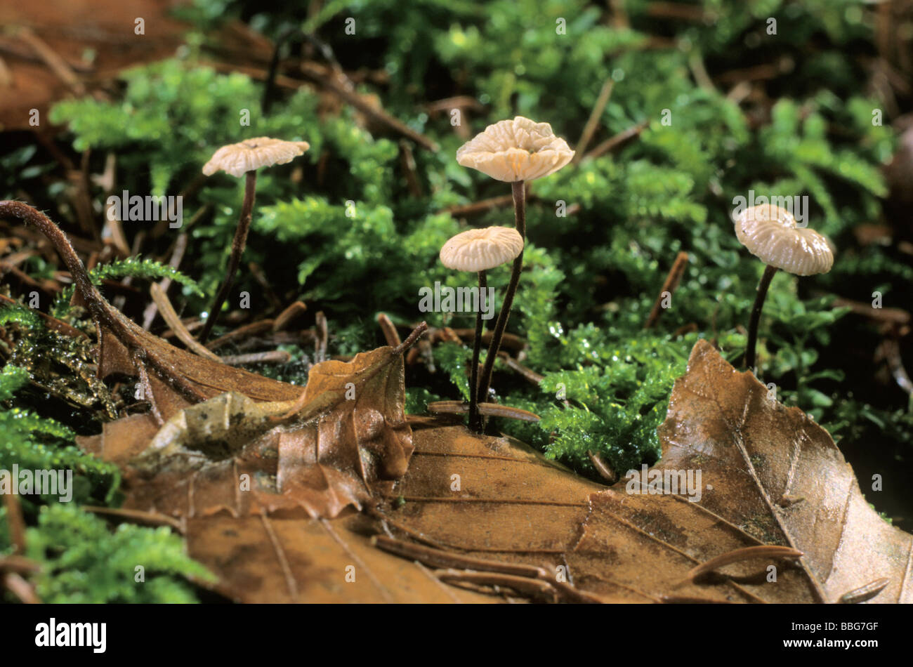 Perforans hi-res stock photography and images - Alamy