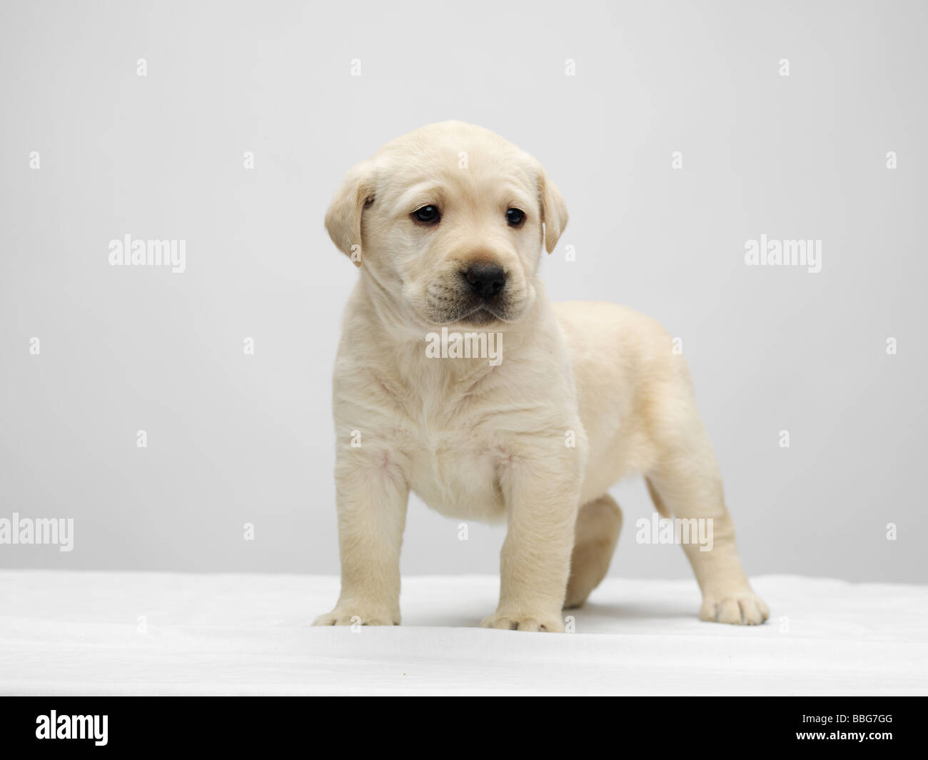 Single Labrador puppy standing on a white table, against a grey ...
