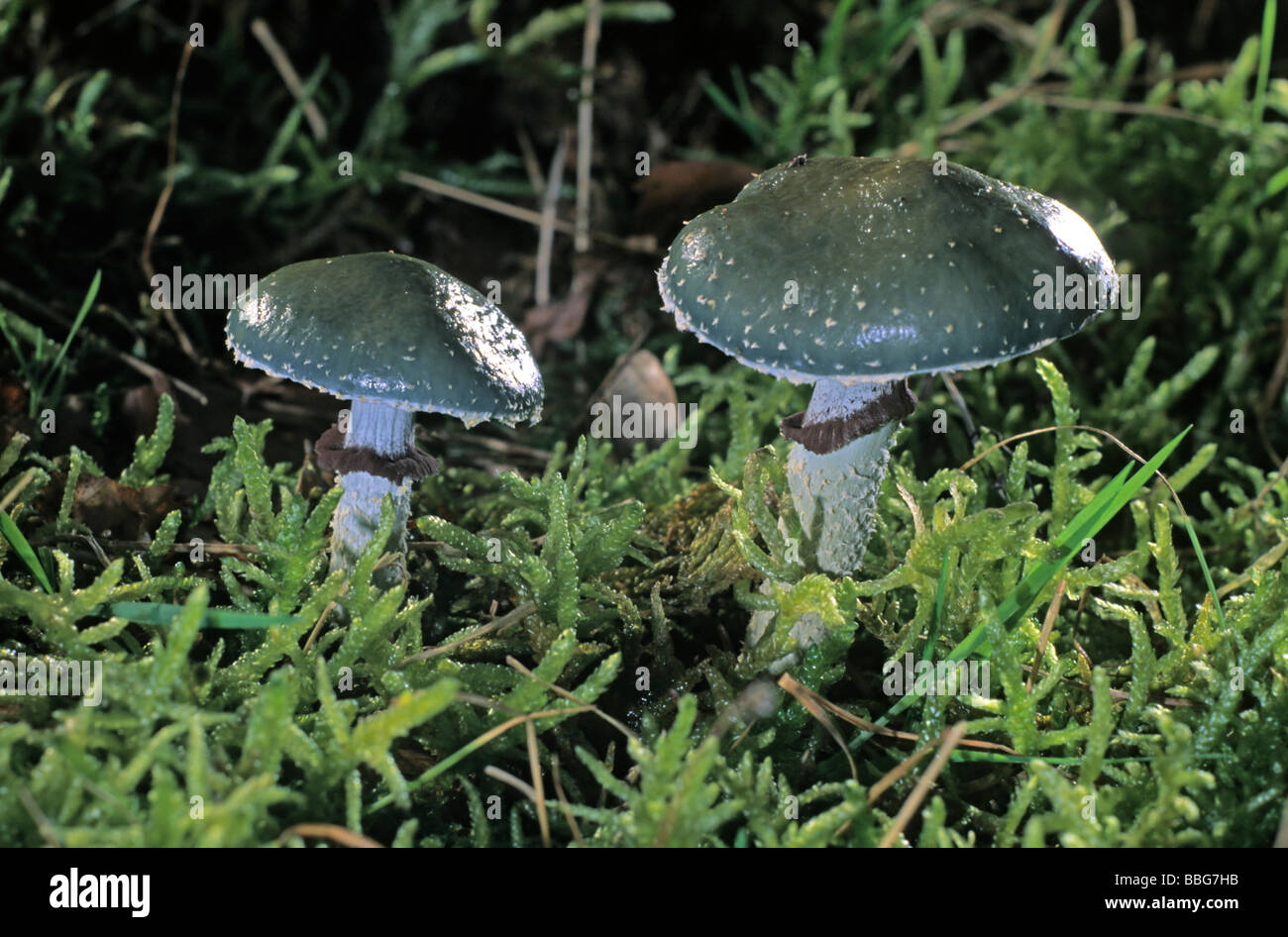 Verdigris agaric fungi hi-res stock photography and images - Alamy